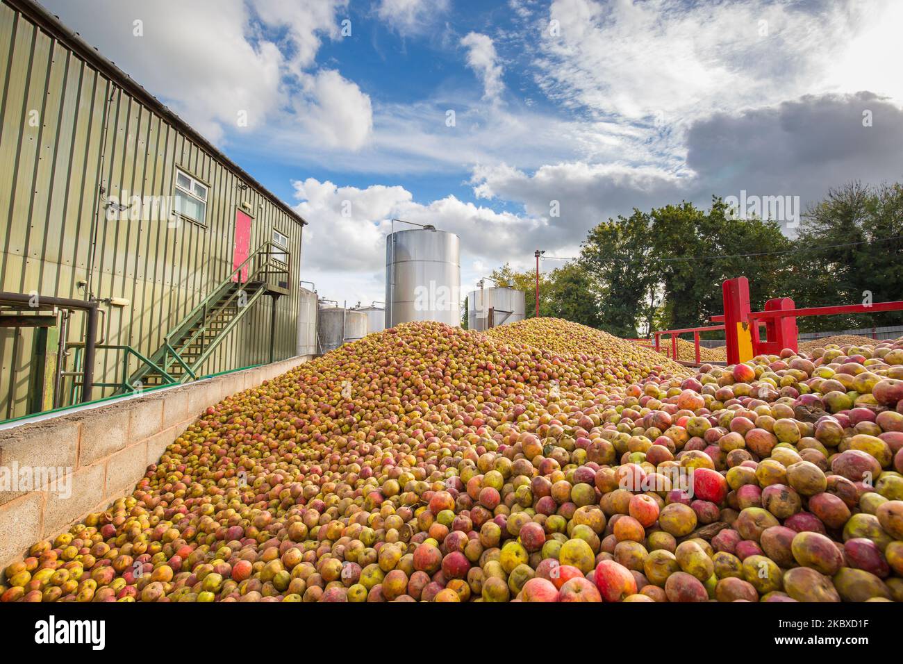 Outdoor storage of cider apples at a UK cider processing plant Stock ...