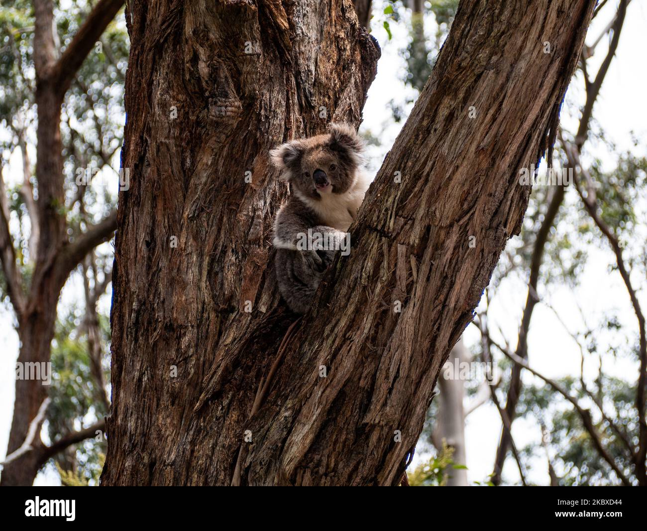 A Closeup of a cute koala sitting on a tree branch Stock Photo - Alamy