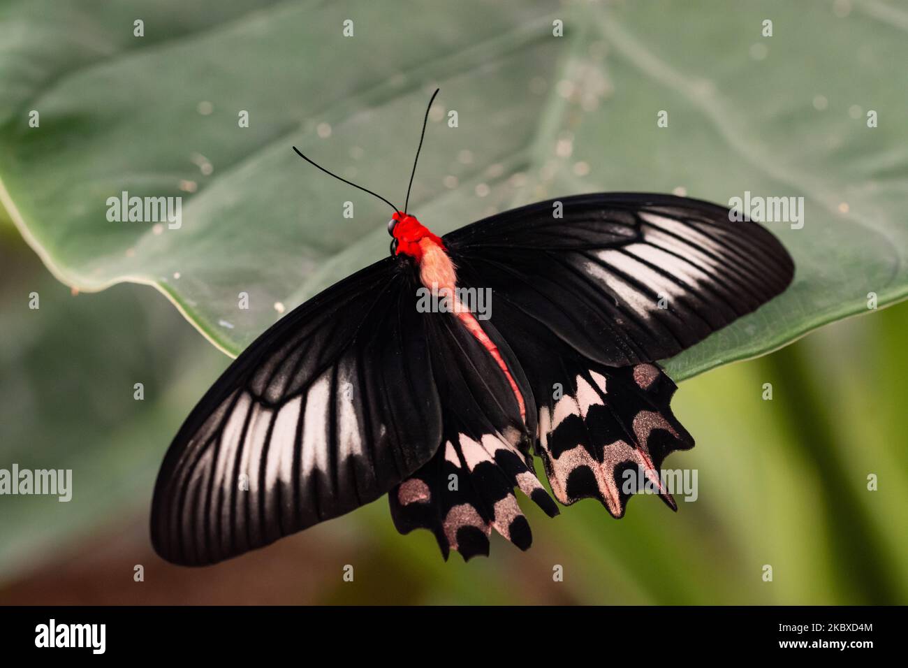 Atrophaneura semperi hi-res stock photography and images - Alamy