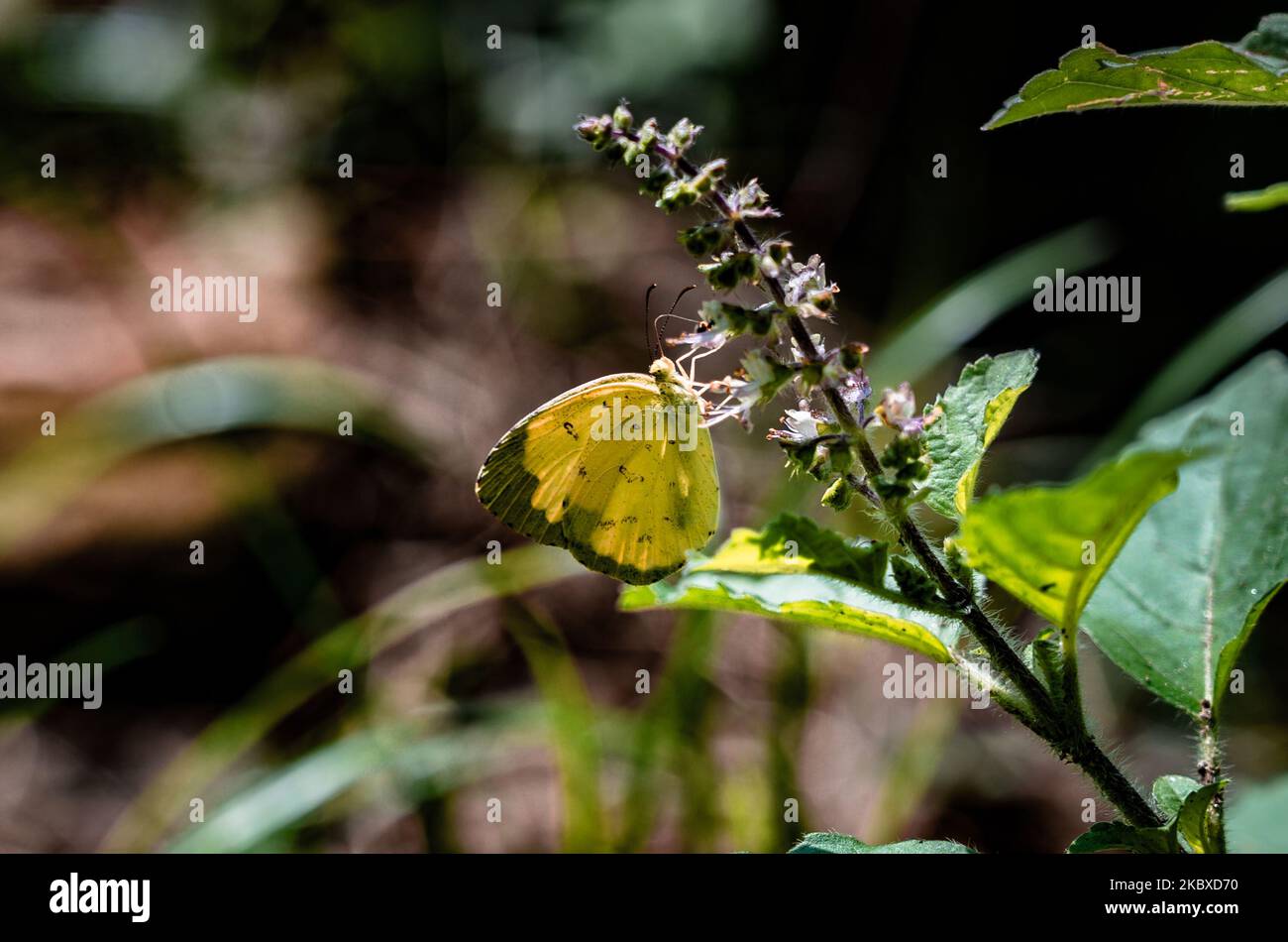 Small pierid butterfly species hi-res stock photography and images - Alamy