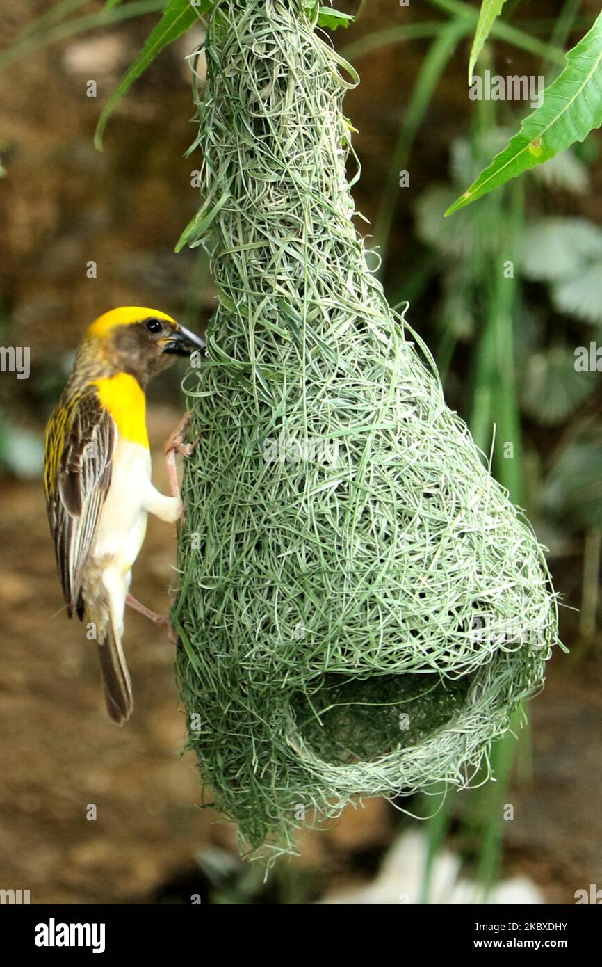 Baya Weaver (Ploceus Philippinus) prepair nest in the outskirts village of Ajmer, Rajasthan ...