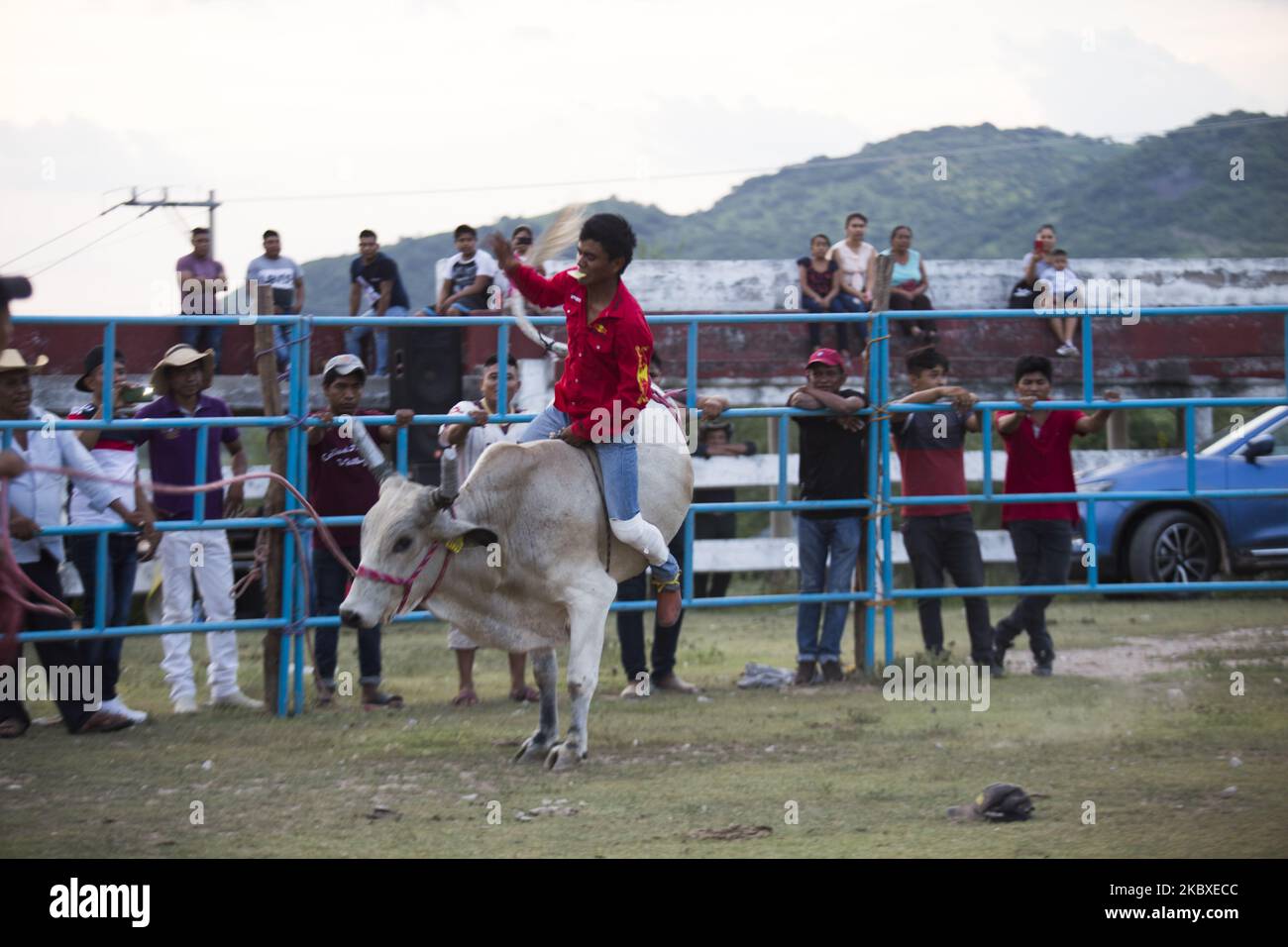 “Jaripeo”, a form of bull riding, in the Nahua indigenous community of ...