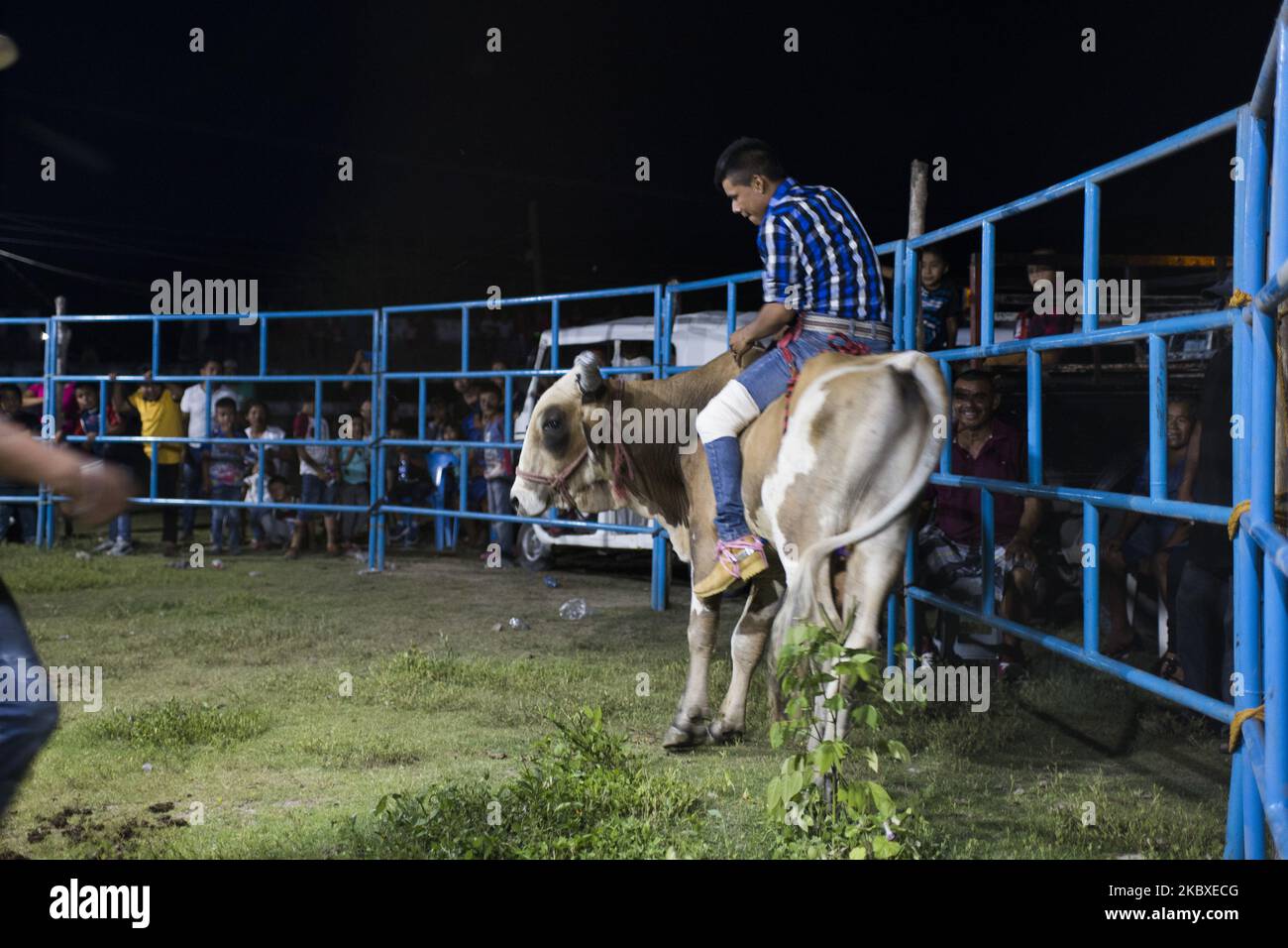 “Jaripeo”, a form of bull riding, in the Nahua indigenous community of ...
