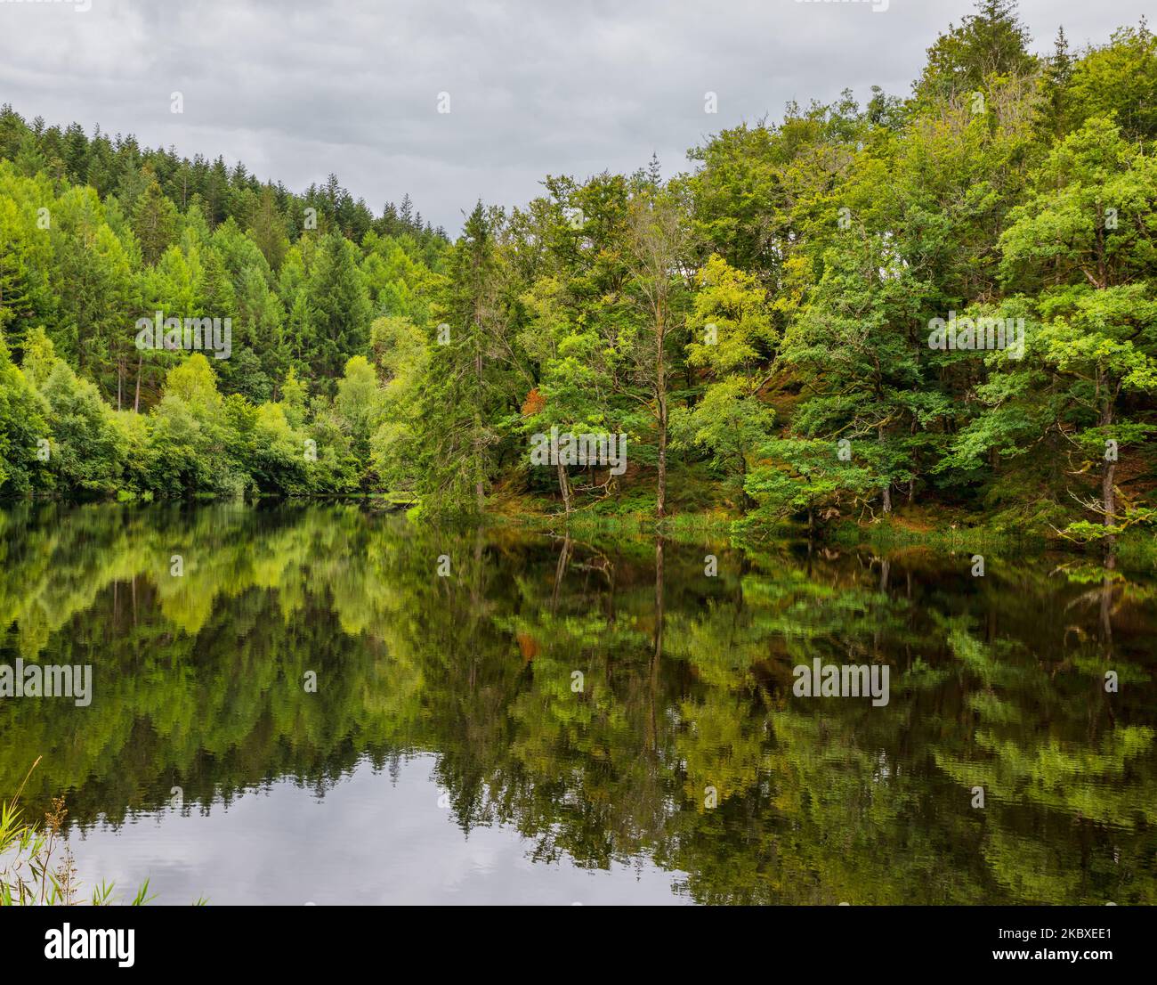 a beautiful row of green trees on the water in the morvan in France ...
