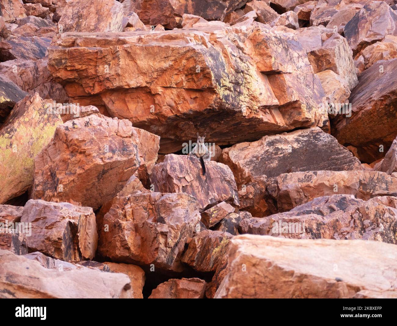 A black-flanked rock-wallaby surrounded by red rocks in Australia Stock ...
