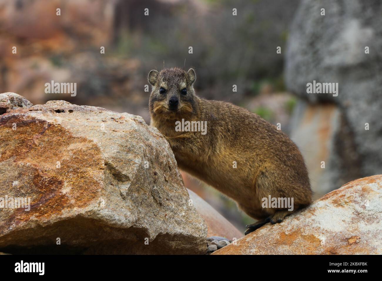 Rock Hyrax In Coastal Rocky Terrain (Procavia capensis Stock Photo - Alamy