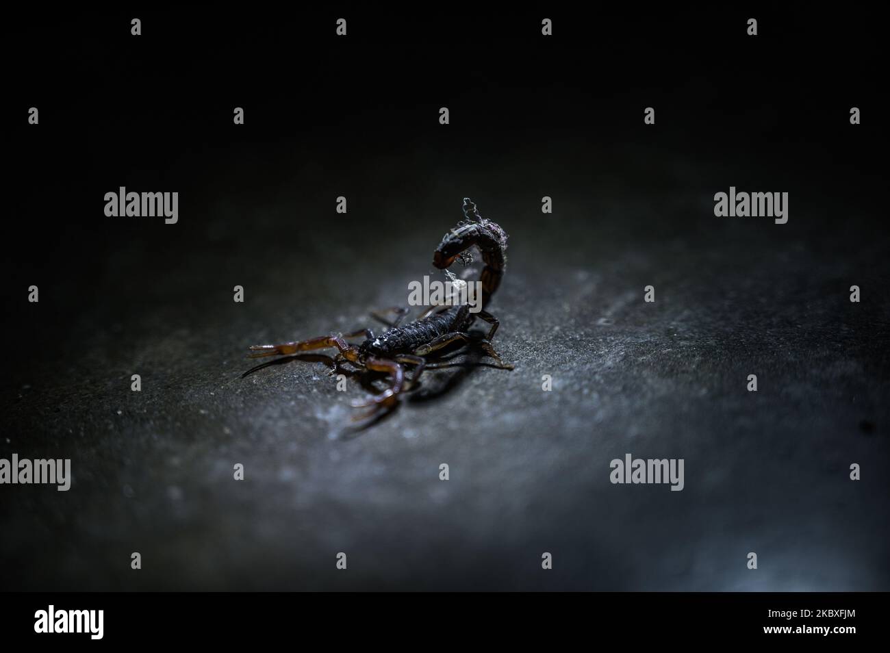 Indian red scorpion hi-res stock photography and images - Alamy