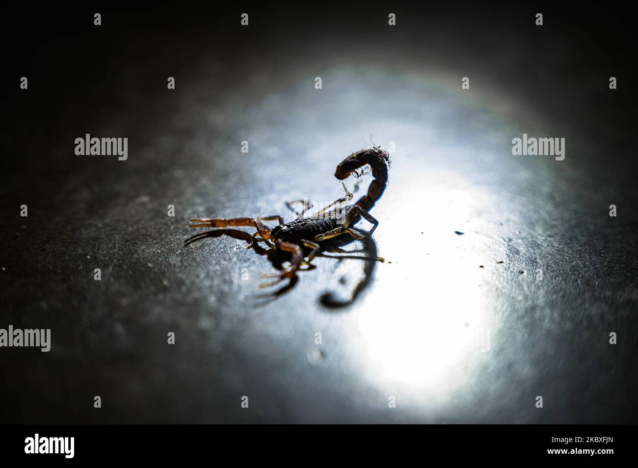 Ottentotta Ottentotta 2i