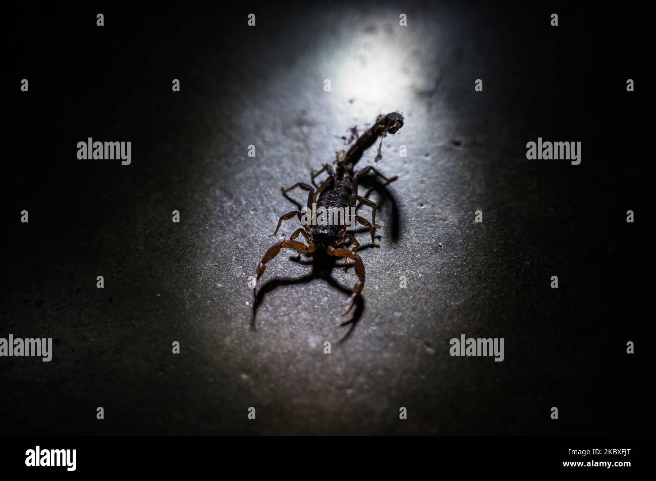 The Indian red scorpion (Hottentotta tamulus) or eastern Indian ...