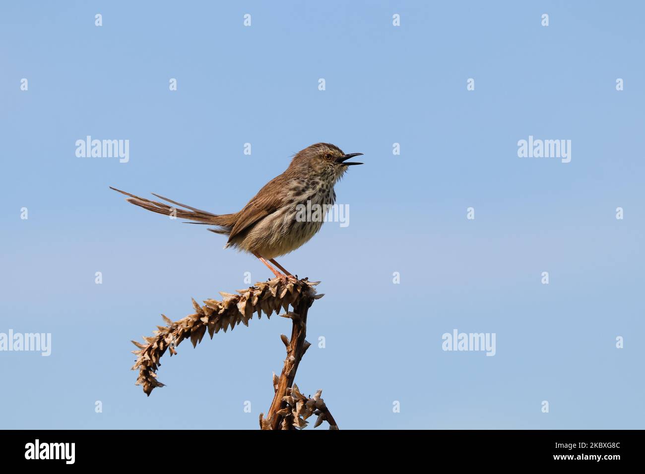 Wild animal chirping hi-res stock photography and images - Alamy