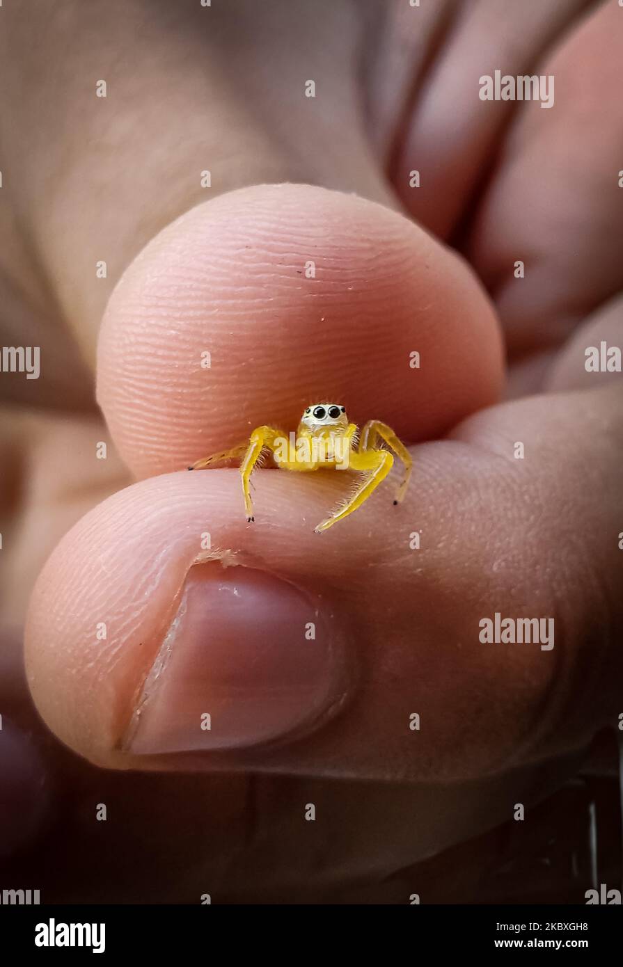 Holding a spider hand hi-res stock photography and images - Alamy