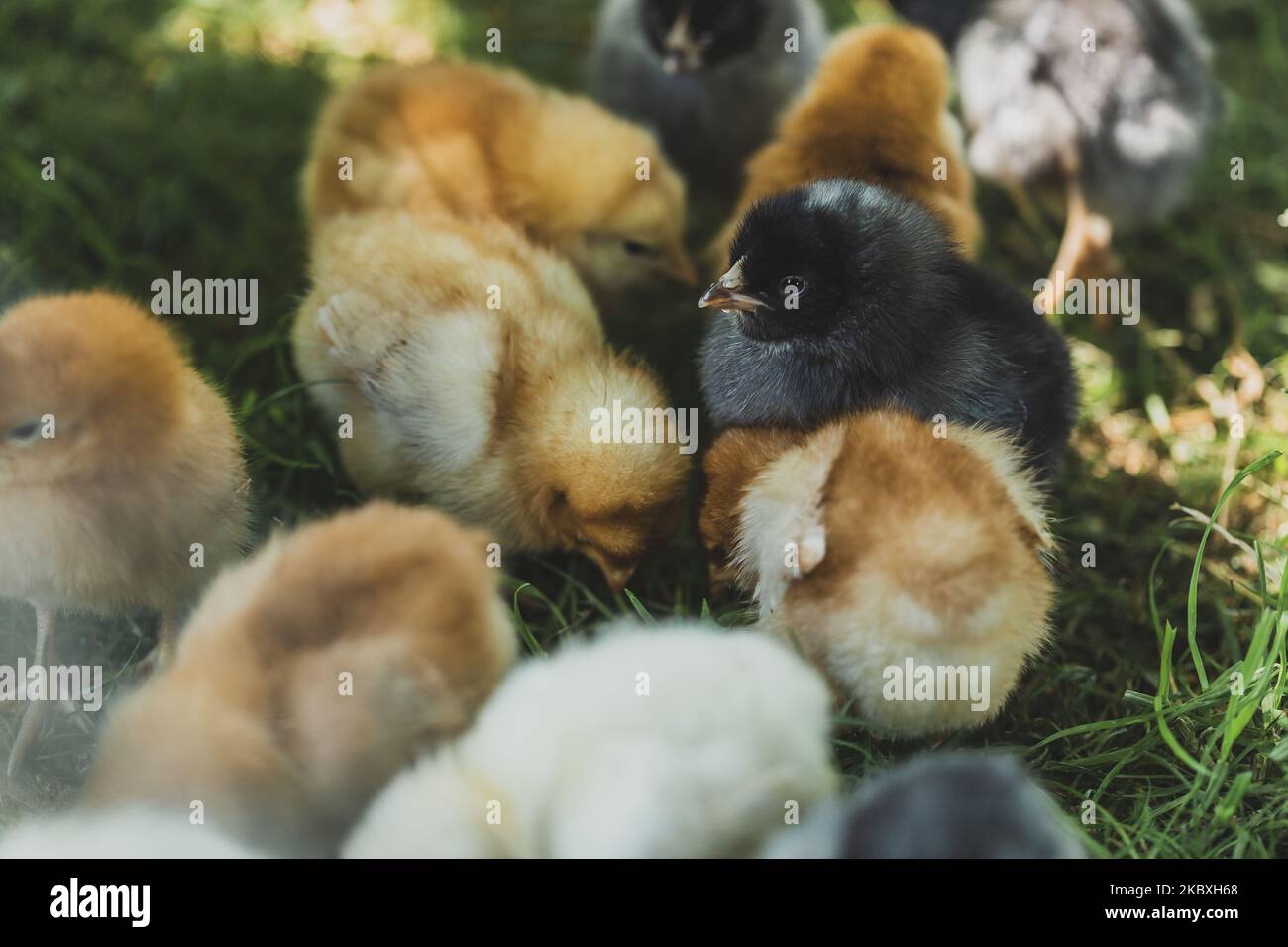 Group of Little Chicks Brooding by a Hen on a Green Grass on Organic ...