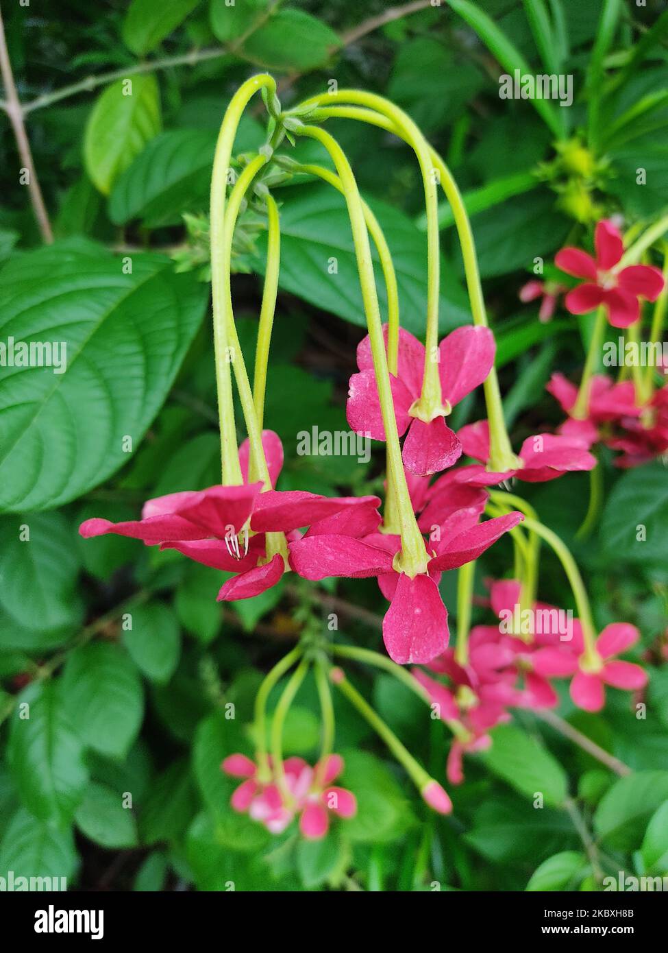 A vertical shot of the Indian Quisqualis Stock Photo - Alamy