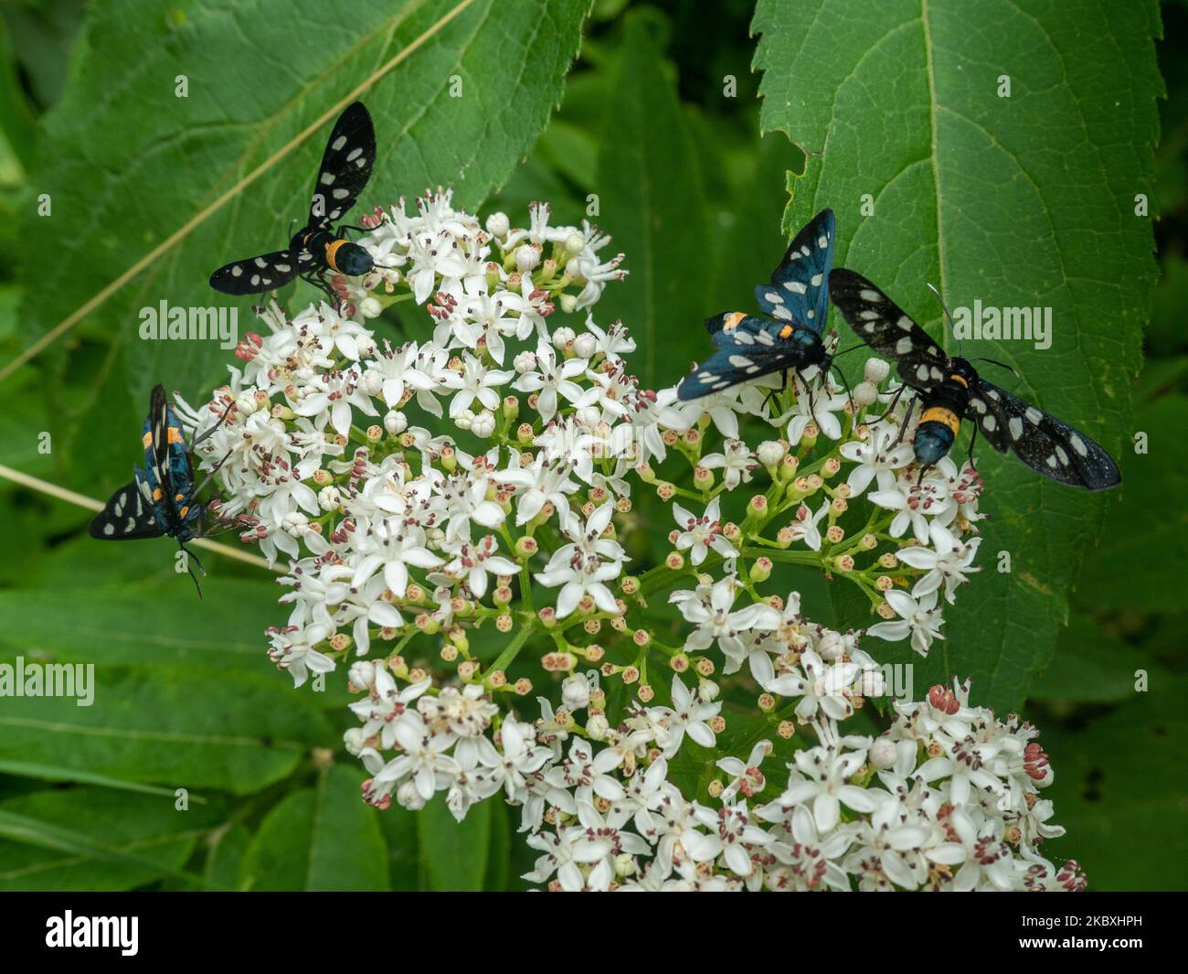 Nine insects hi-res stock photography and images - Alamy