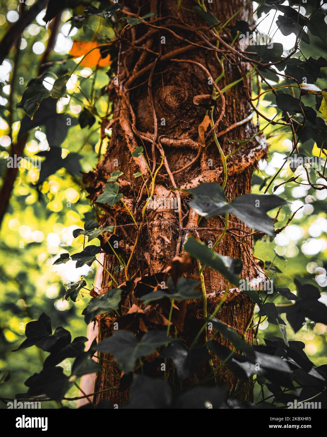A vertical of vines taking over a tree trunk Stock Photo - Alamy