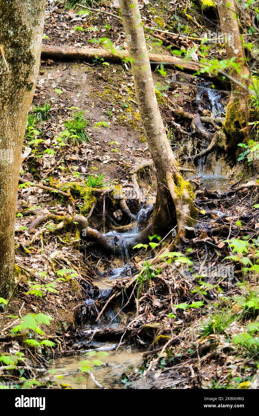 A vertical of a small stream of water flowing through the tree roots ...