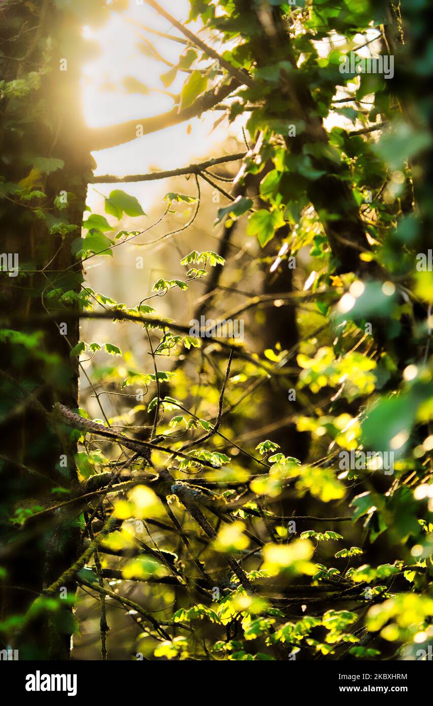 Sunlight coming through tree branches hi-res stock photography and ...