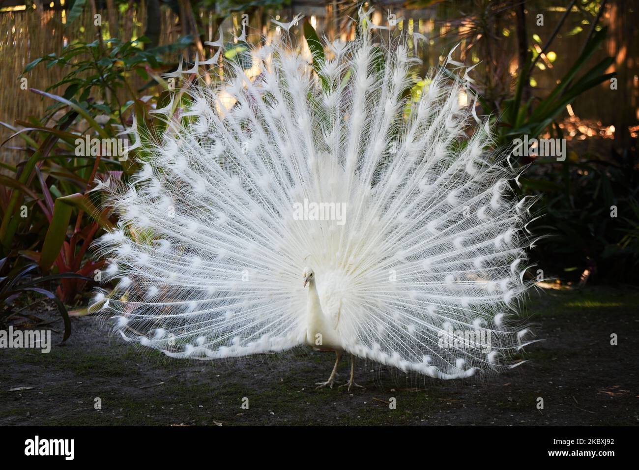 Pure white plumage hi-res stock photography and images - Alamy