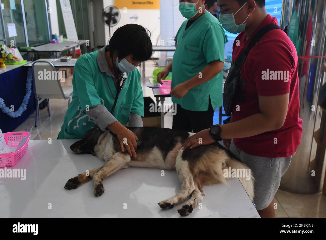 A veterinary technician wearing a face mask giving a dog an anesthetic ...