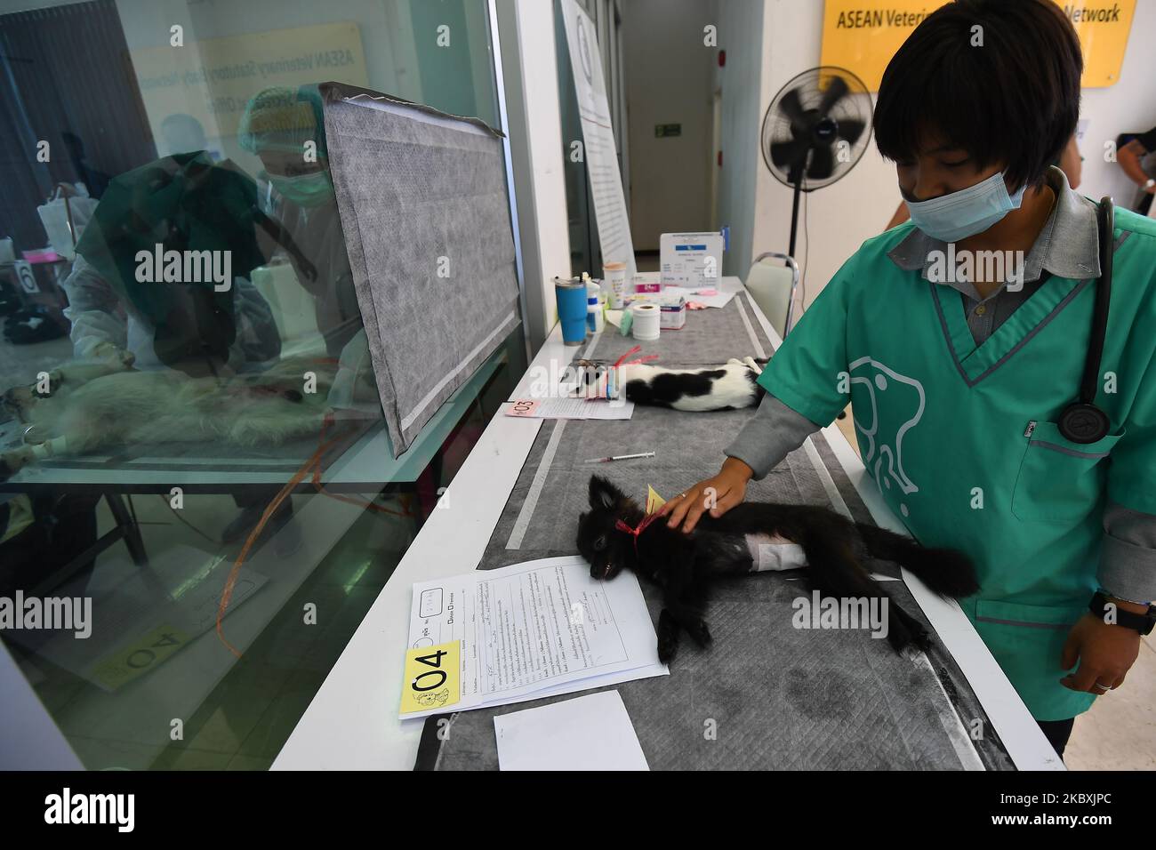 Veterinary council of thailand hi-res stock photography and images - Alamy