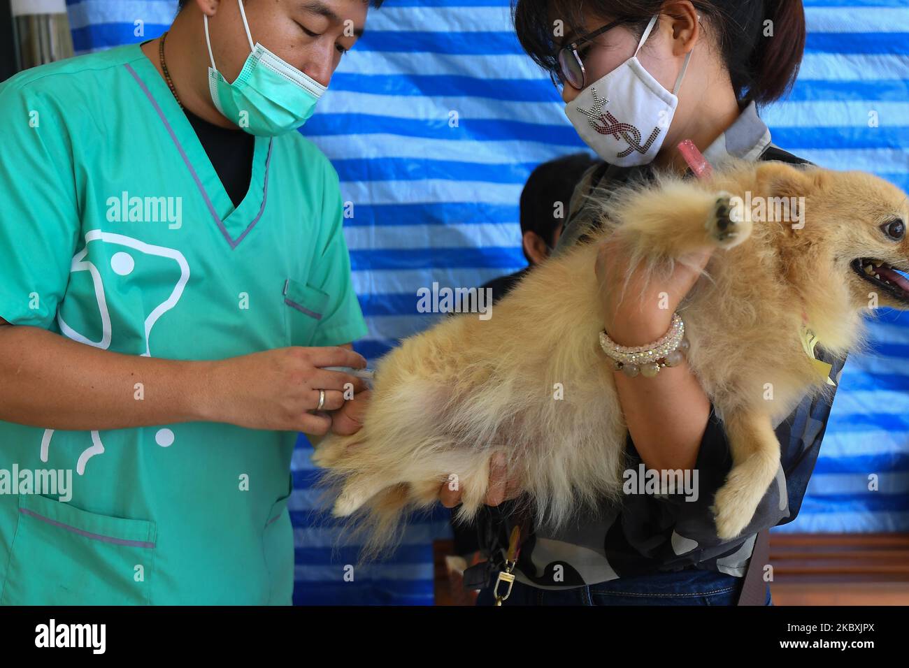 A veterinary technician (left) wearing a face mask giving a dog an ...