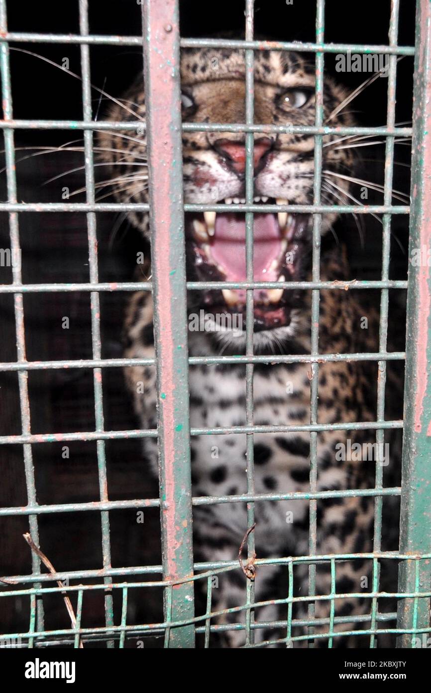 Female leopard growls hi-res stock photography and images - Alamy