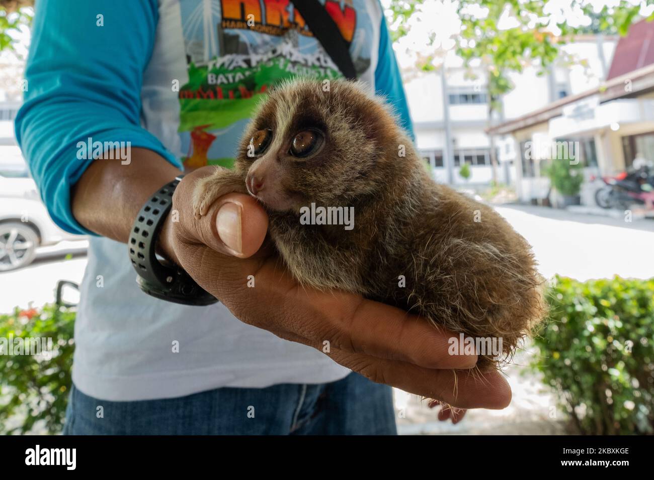 Baby Slender Loris