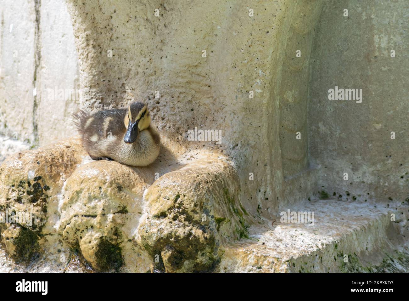 A gray duck under the stone fountain Stock Photo - Alamy
