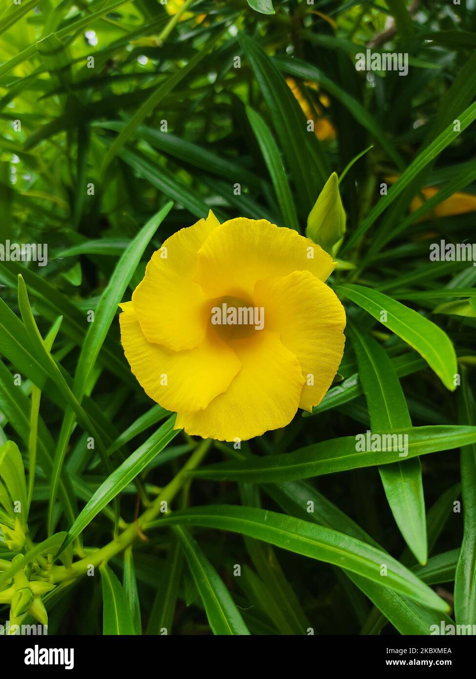 Tevetia hi-res stock photography and images - Alamy