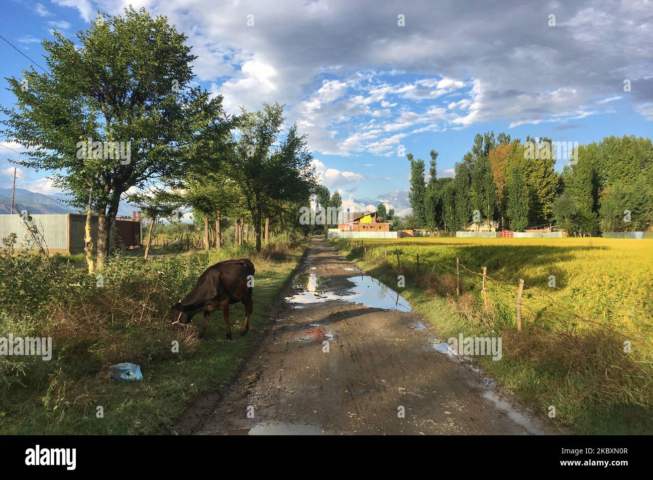A cow seen grazing near the paddy fields in sopore town of District ...