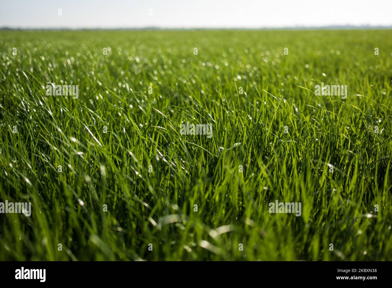 Green grass in the meadow, on a sunny day Stock Photo - Alamy