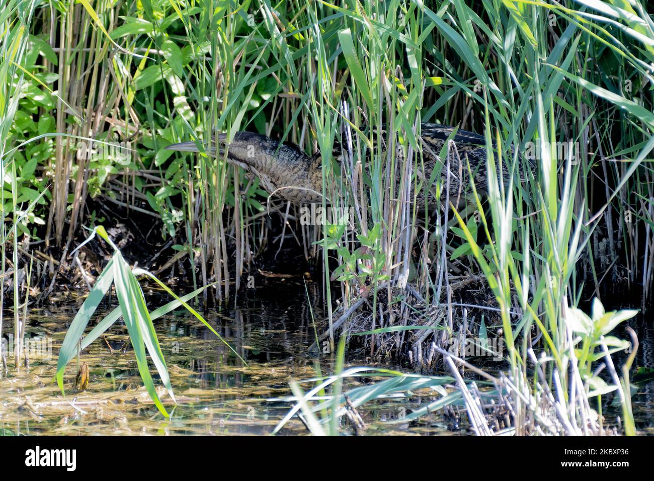 Eurasian bittern uk hi-res stock photography and images - Alamy