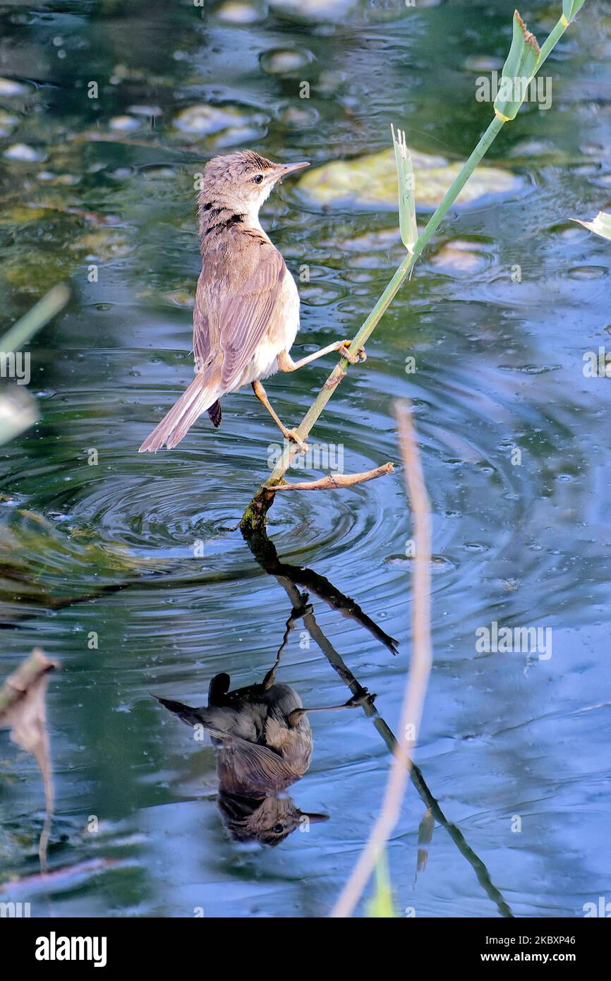 A reed warbler, perched with reflection Stock Photo - Alamy
