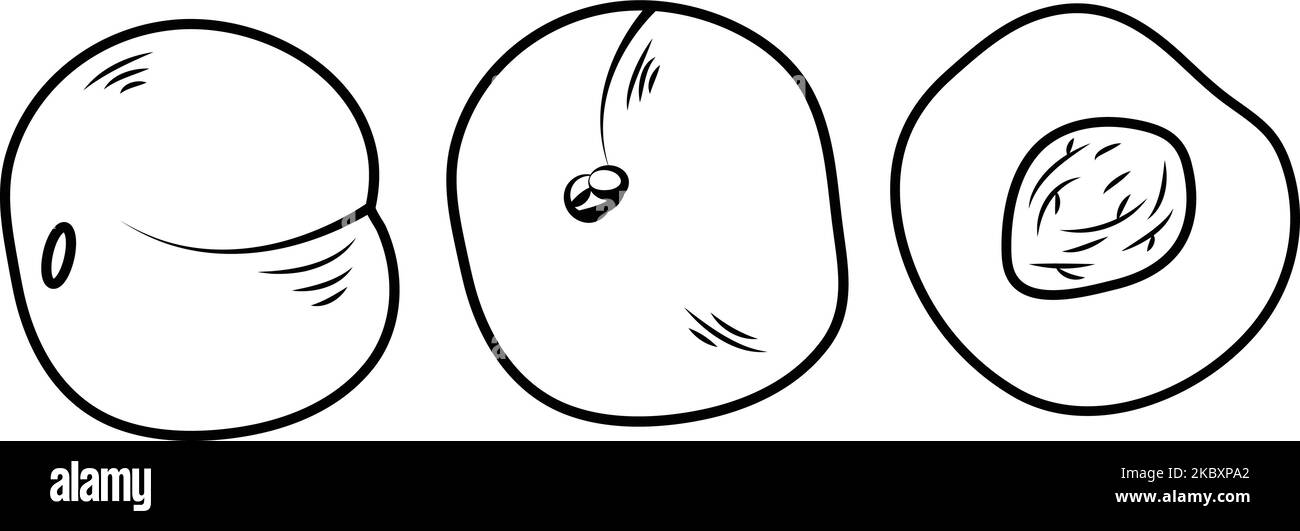 A doodle vector illustration of sliced and halved peaches on white ...