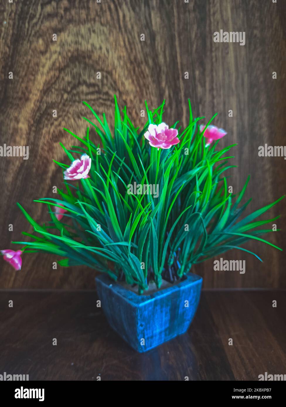A vertical shot of Dianthus flowers in a blue square pot on a wooden ...
