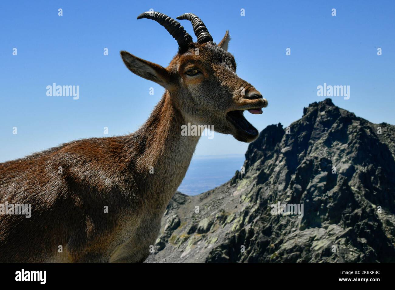 Female iberian goat specimen hi-res stock photography and images - Alamy