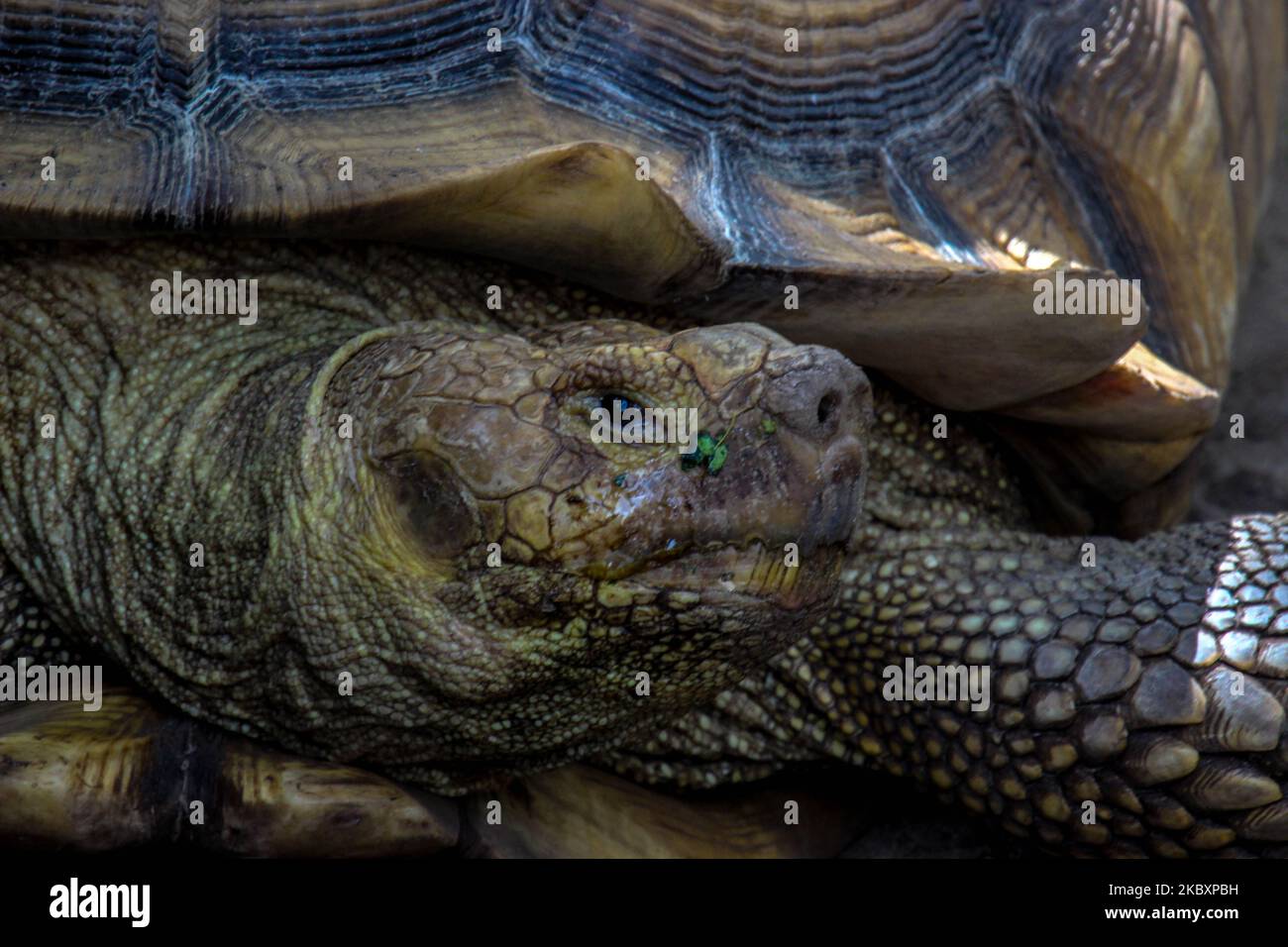 A macro shot of a turtle face with its shell Stock Photo - Alamy