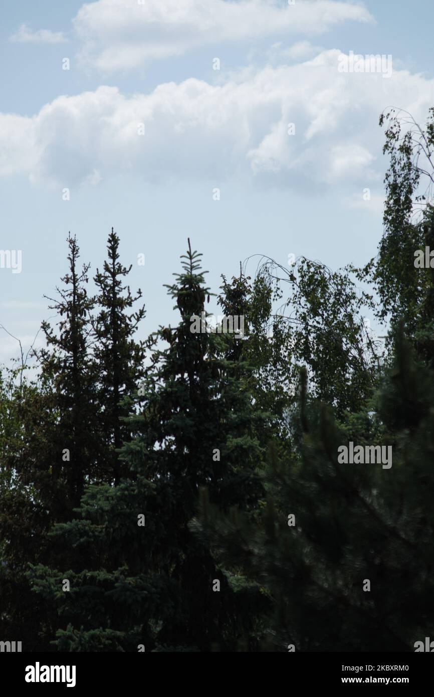 Vertical shot deciduous trees hi-res stock photography and images - Alamy