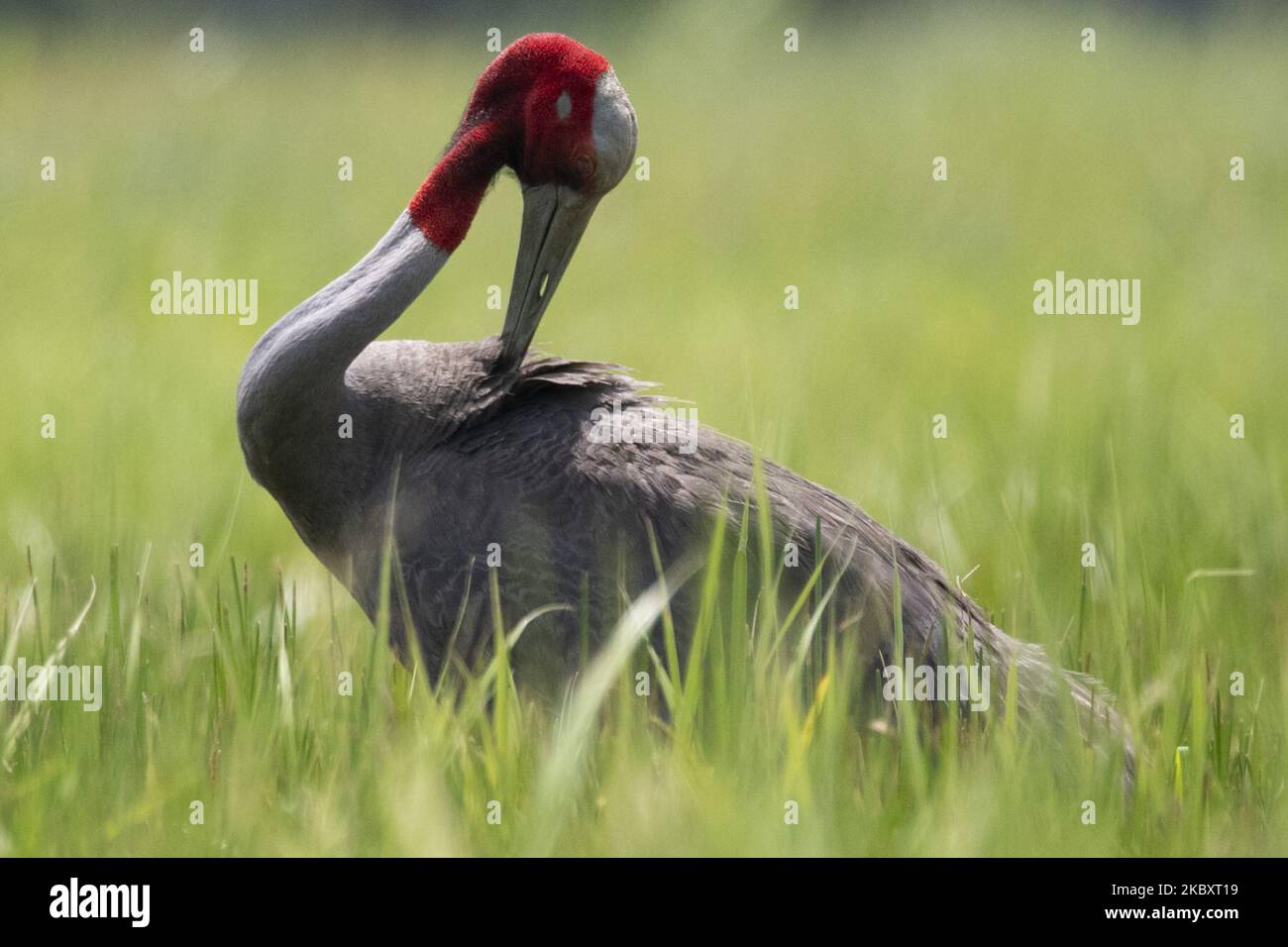 A Sarus Crane is seen in a paddy field near Maubin Township, Irrawaddy ...