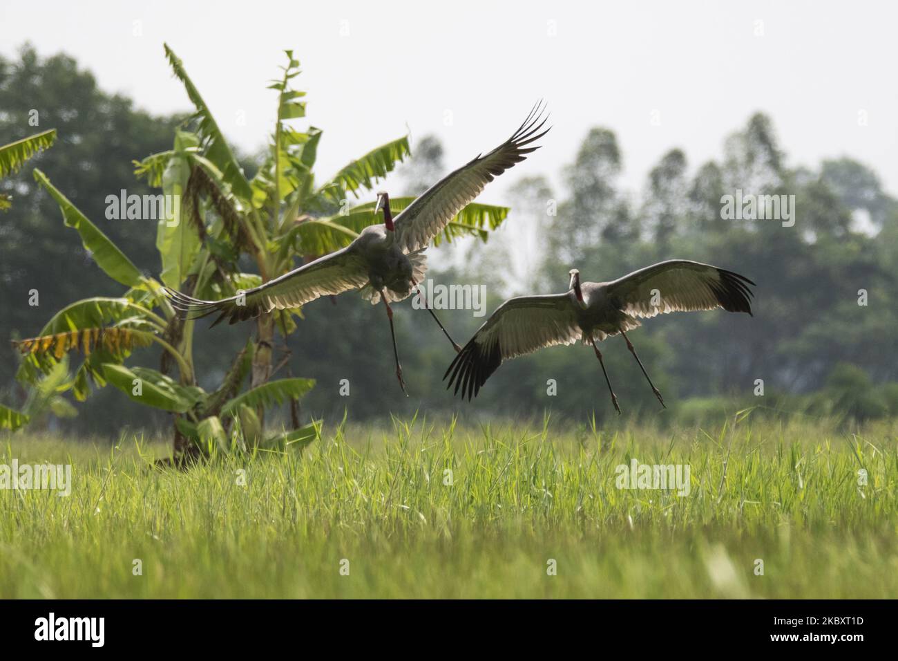Myanmars indigenous bird hi-res stock photography and images - Alamy