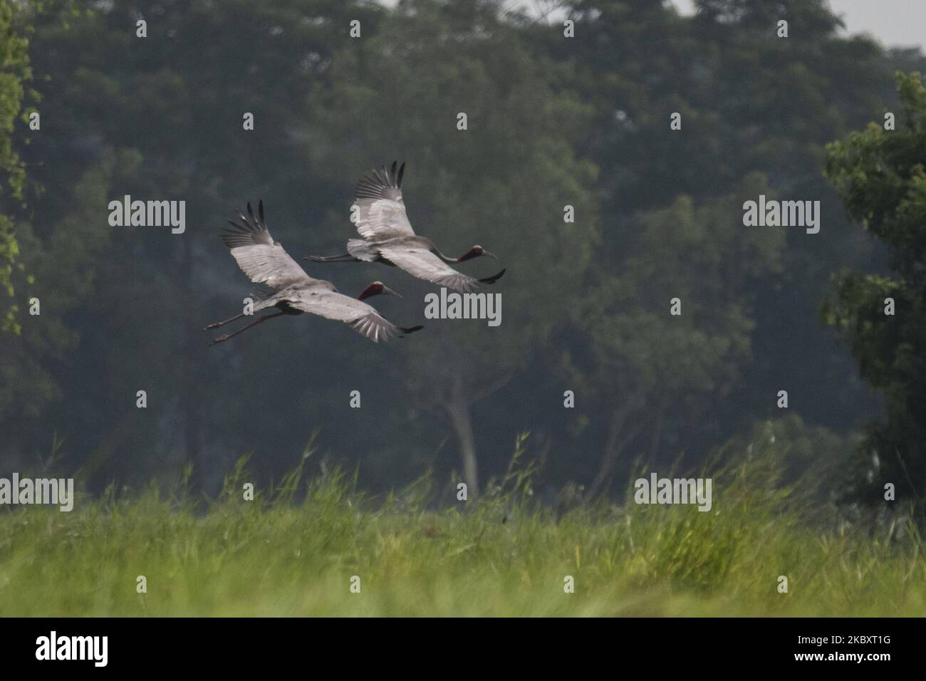 Myanmars indigenous bird hi-res stock photography and images - Alamy