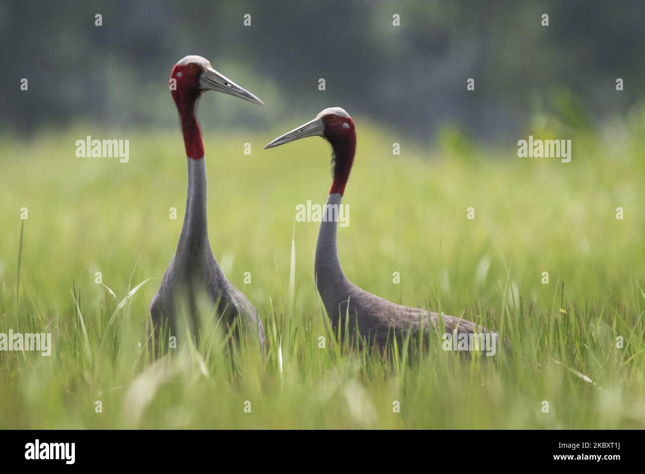 Myanmars indigenous bird hi-res stock photography and images - Alamy