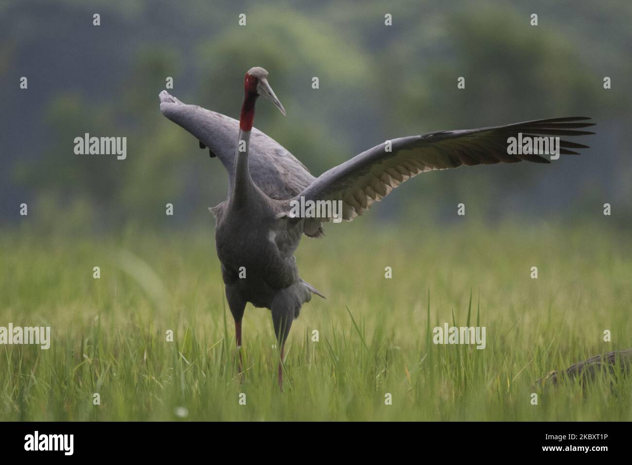Myanmars indigenous bird hi-res stock photography and images - Alamy