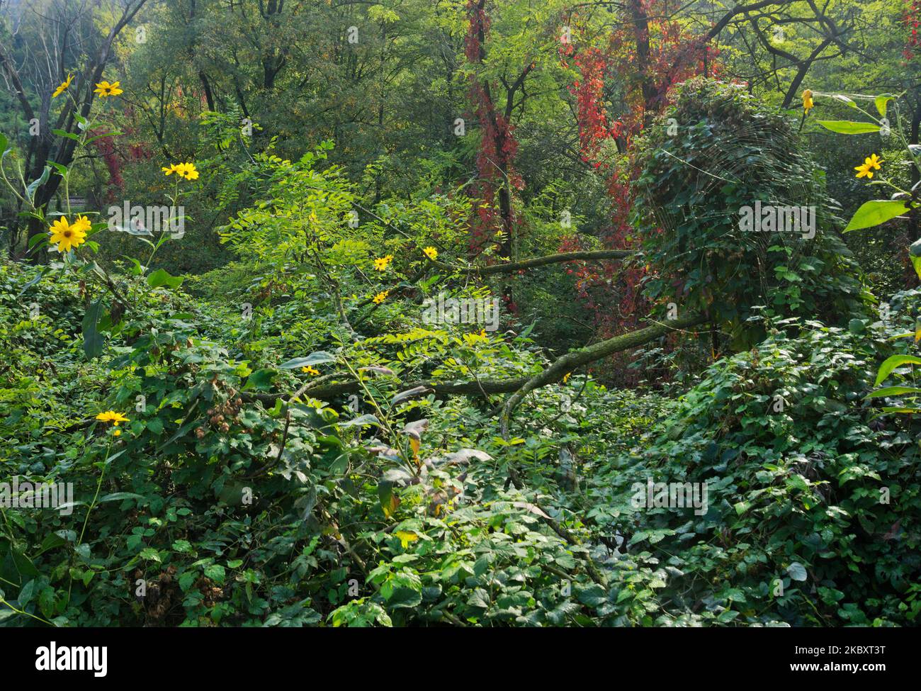 Lush vegetation dense trees forest hi-res stock photography and images - Alamy