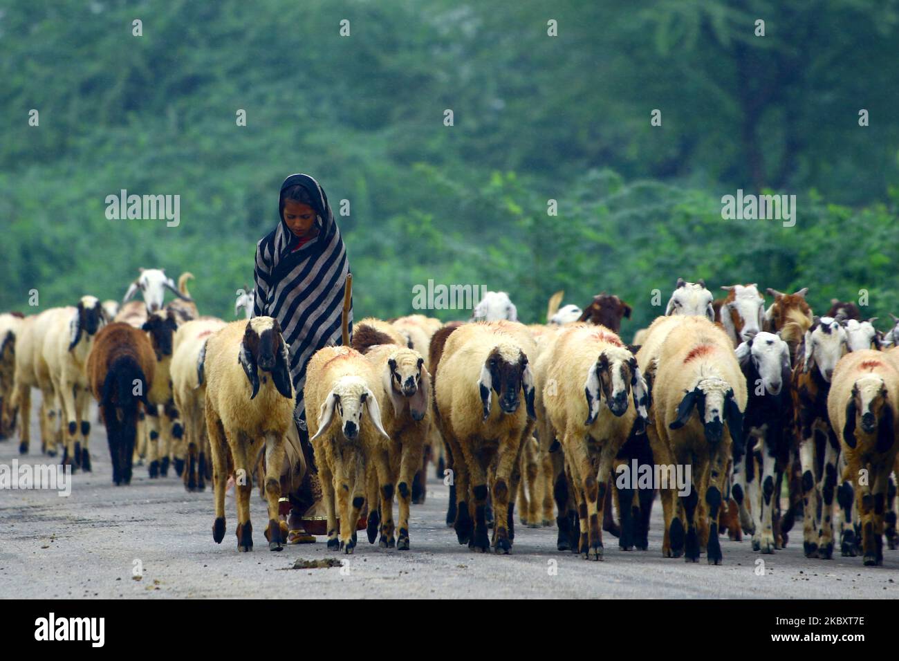 Indian shepherd herd sheeps hi-res stock photography and images - Alamy