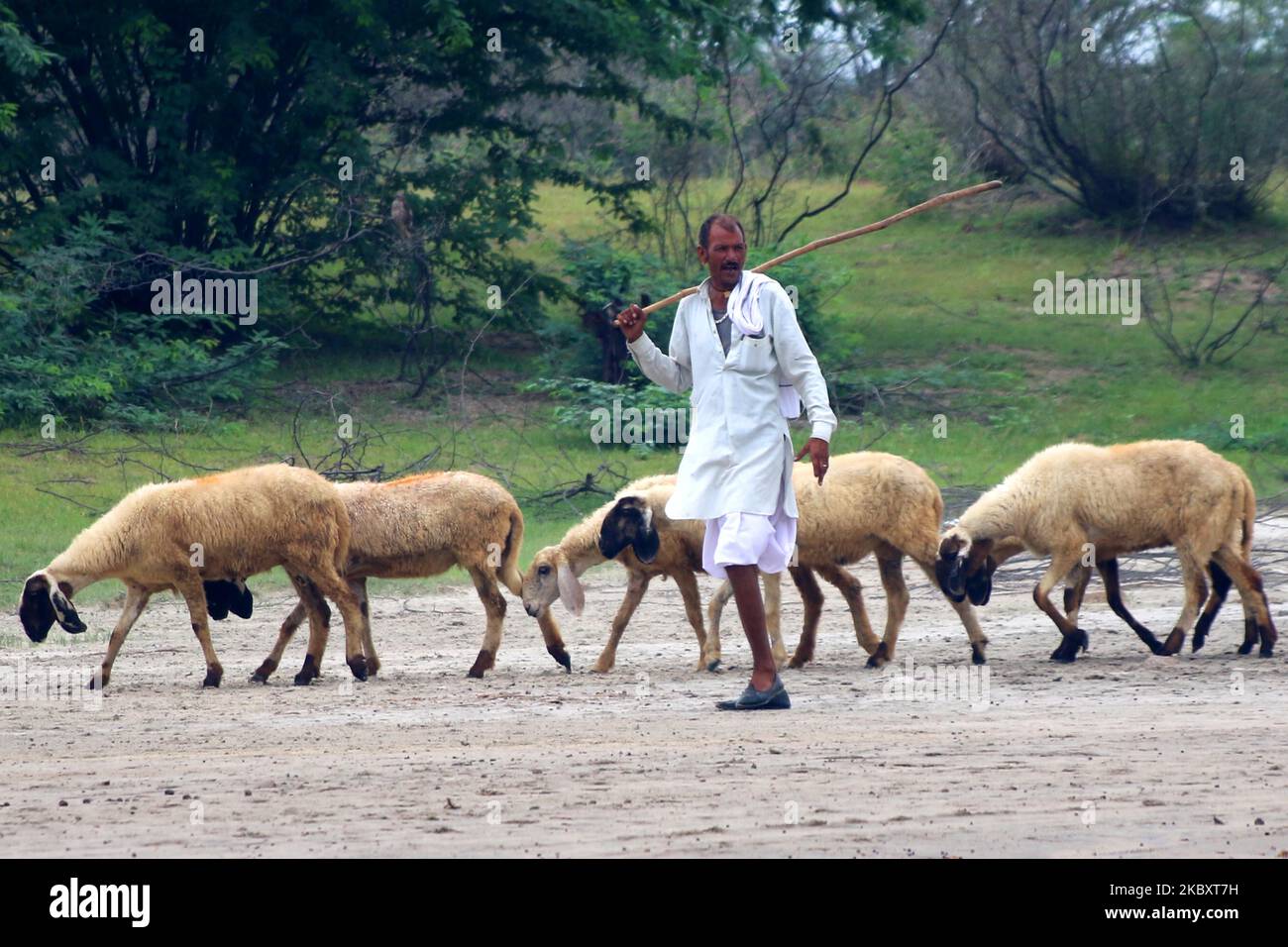 Indian Shepherd Herd Sheeps on the Outskirts Village of Sambhar, in The ...