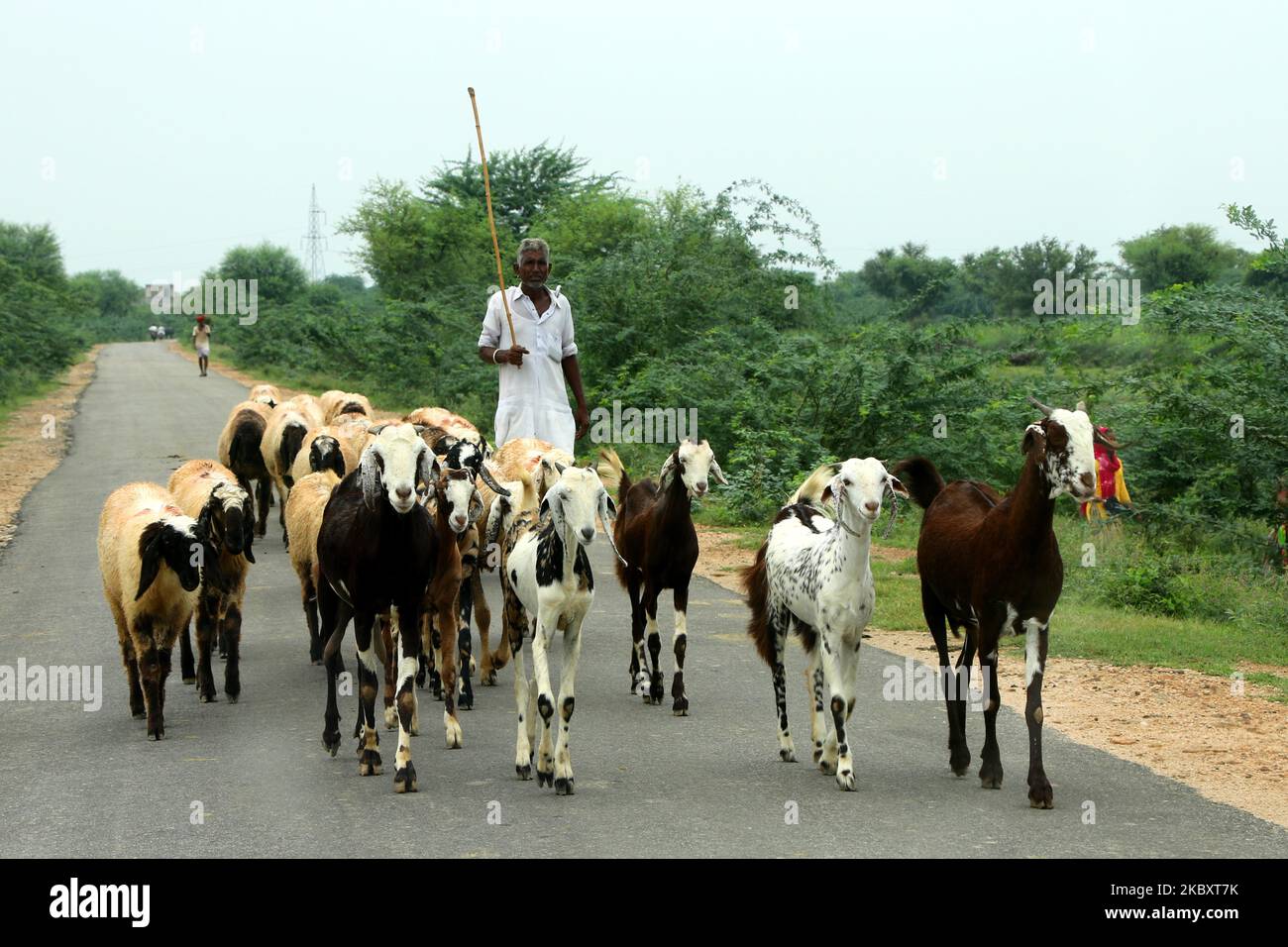Indian Shepherd Herd Sheeps on the Outskirts Village of Sambhar, in The ...