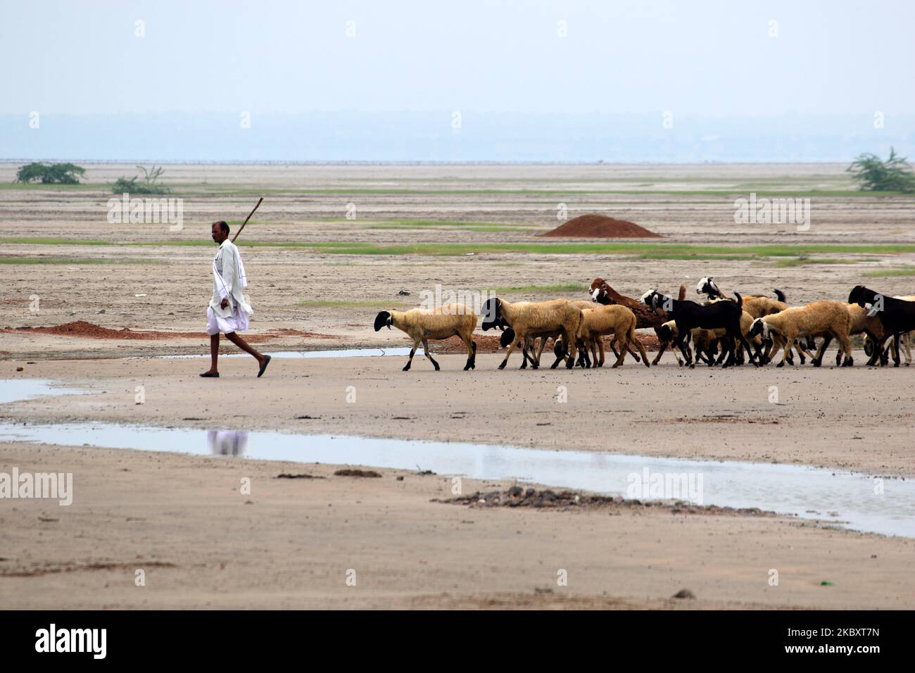 Indian shepherd herd sheeps hi-res stock photography and images - Alamy