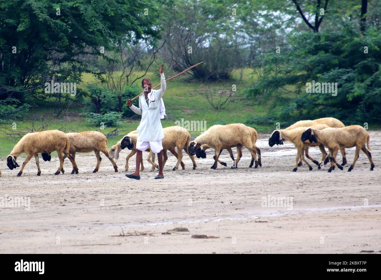Indian Shepherd Herd Sheeps on the Outskirts Village of Sambhar, in The ...