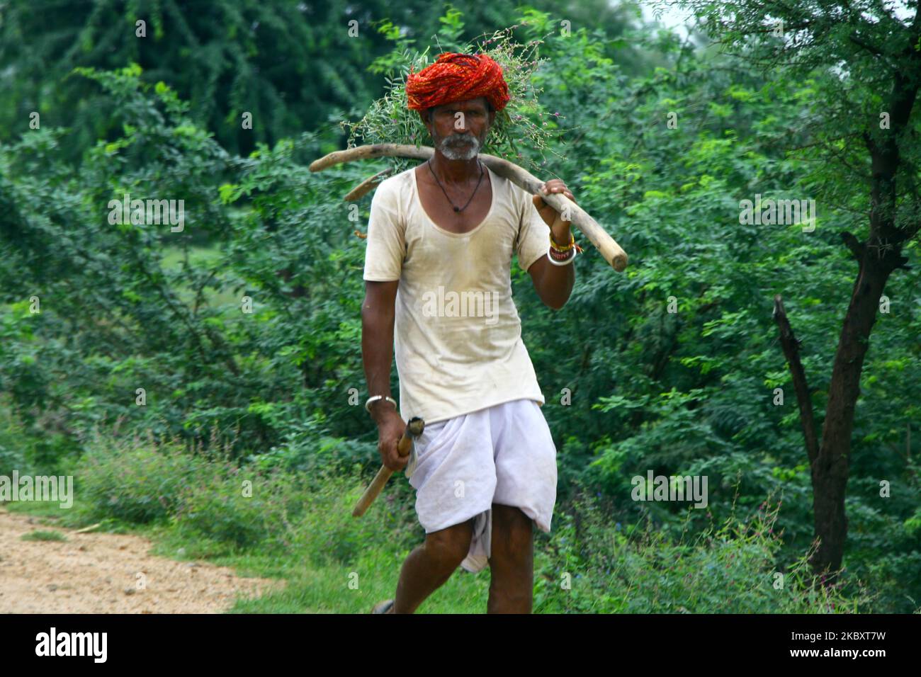 Indian Shepherd Herd Sheeps on the Outskirts Village of Sambhar, in The ...